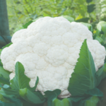 Noble Seeds Pvt. Ltd., – A passion for breeding